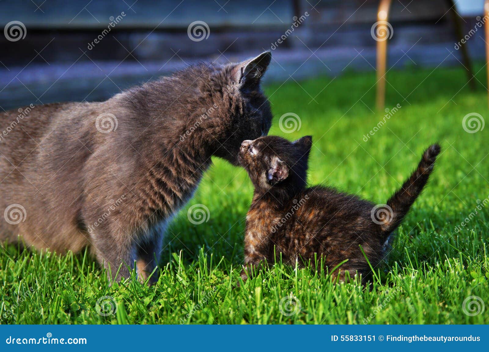 Kitty Bonding stock image. Image of animal, cats, animals - 55833151