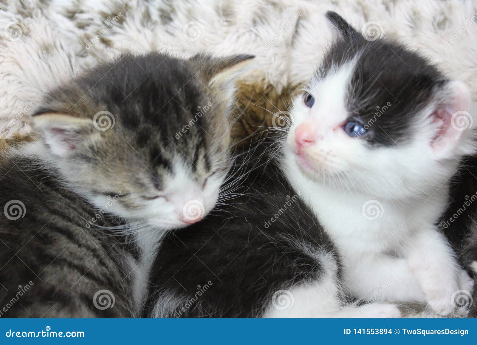 Kitty with Britgh and Blue Colors Eyes Stock Photo - Image of nature ...