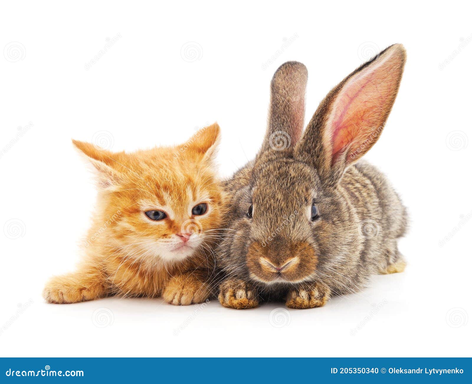 Kitty and bunny stock photo. Image of camera, domestic - 205350340