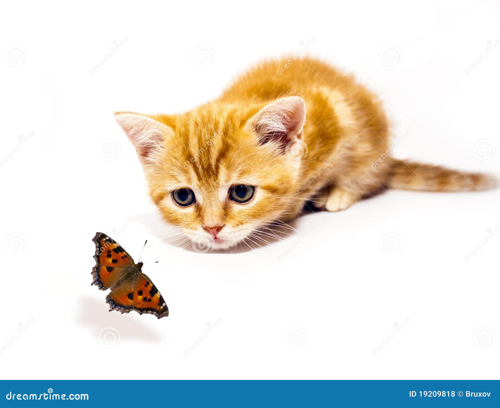 Kitty and butterfly stock photo. Image of kitten, white - 19209818