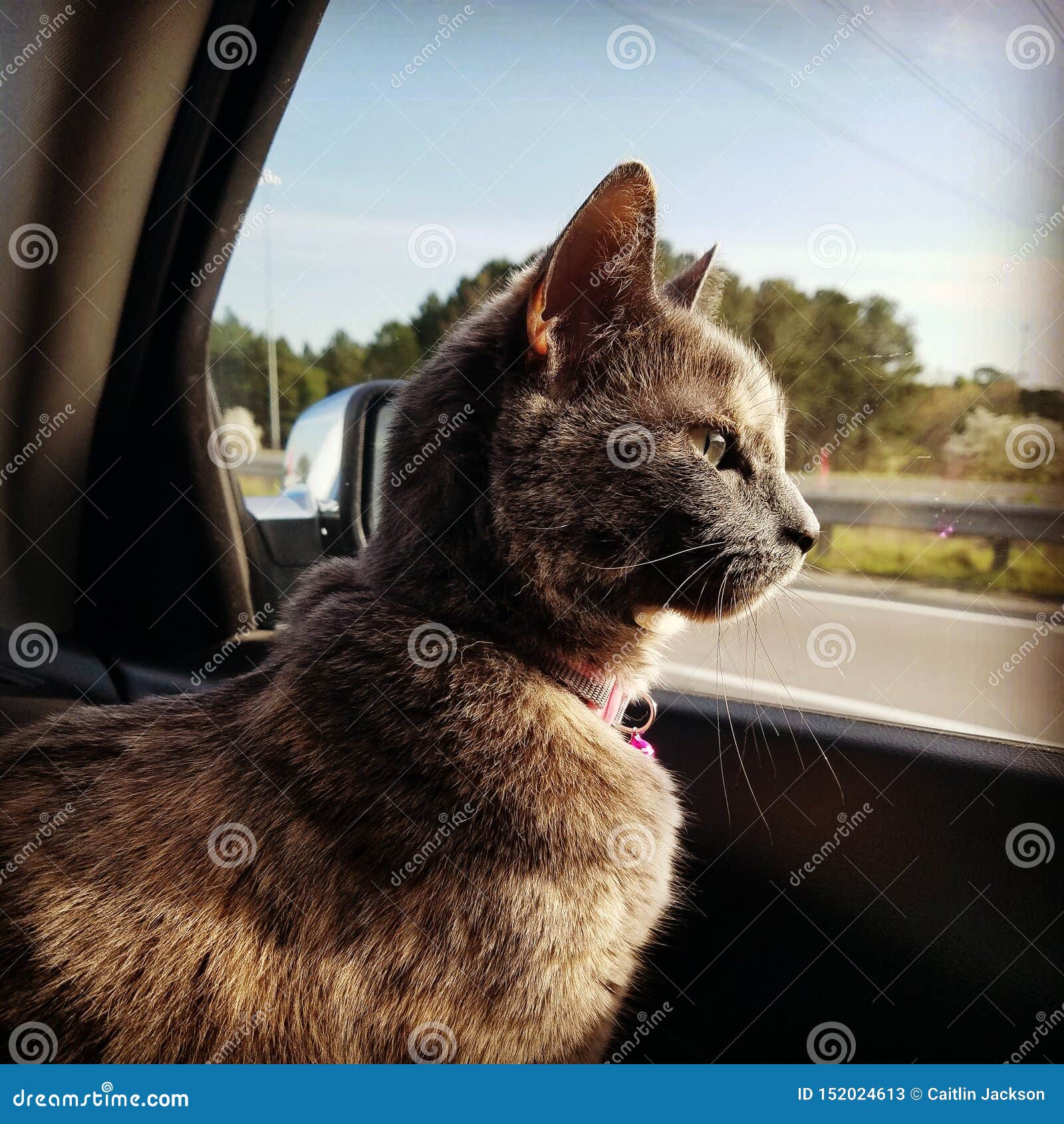 Kitty car ride stock image. Image of road, trip, kitty - 152024613
