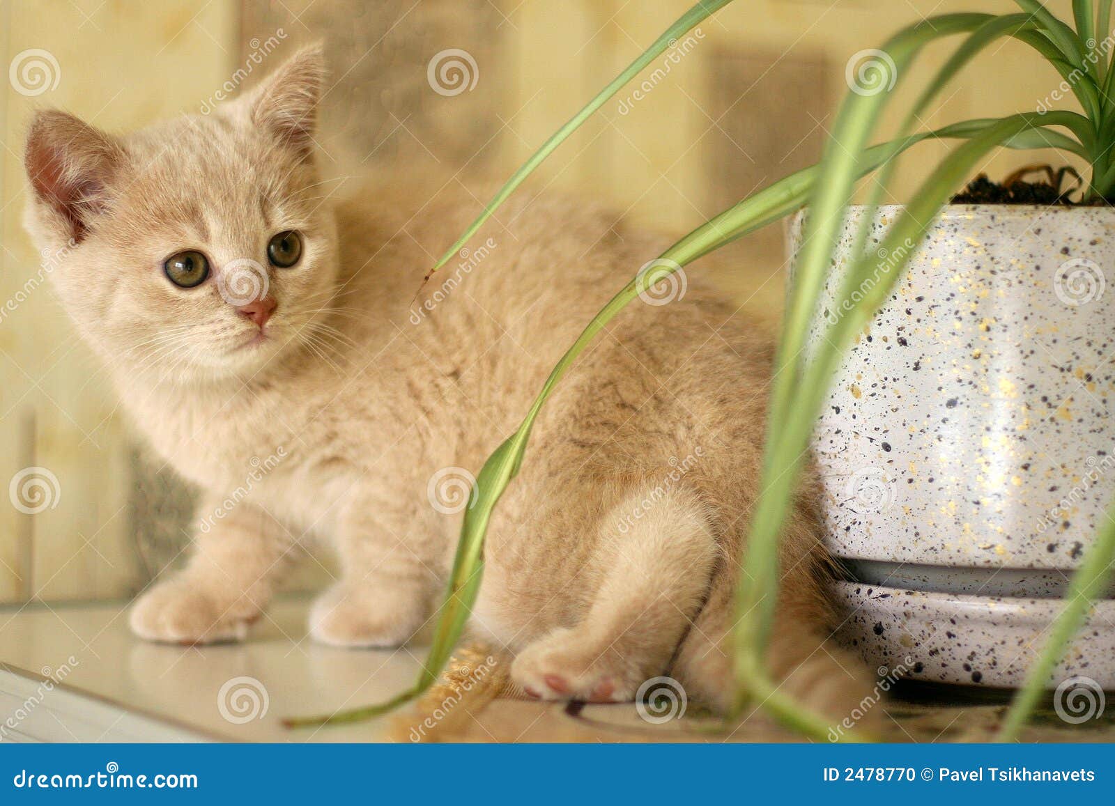 Kitty-cat stock photo. Image of british, kitty, creamy - 2478770