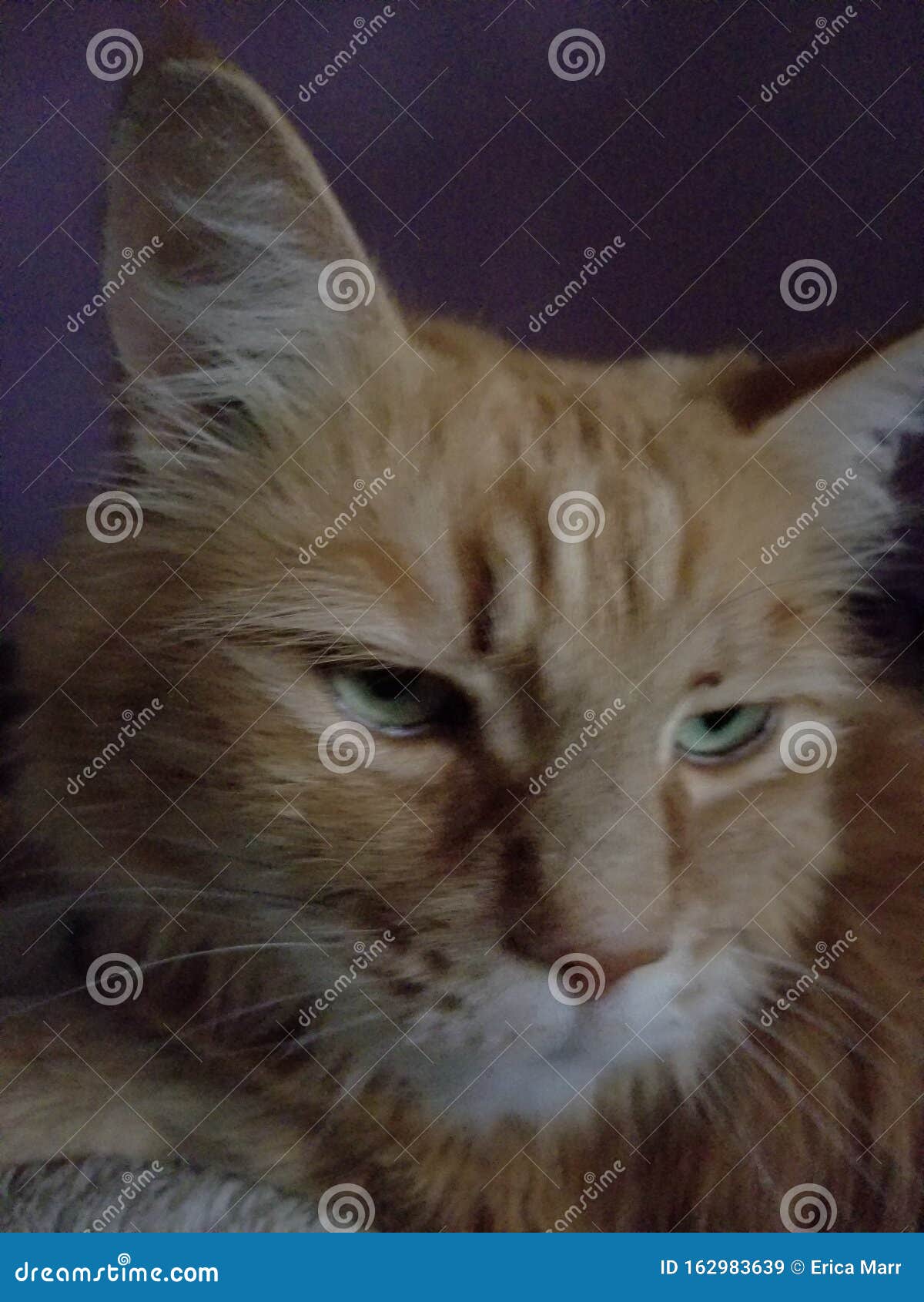 Kitty cat stock image. Image of attitude, kitty, adorable - 162983639