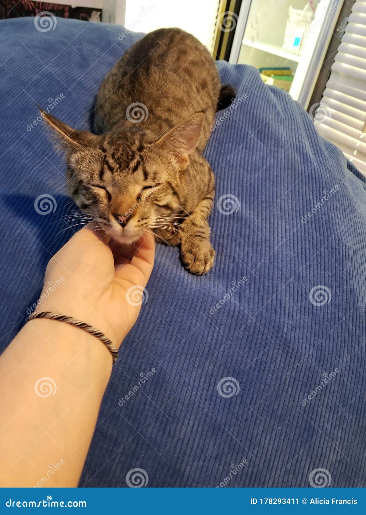 Kitty Cat on a B Lo Ur Beanbag Enjoys a Chin Scratch Cute Stock Image ...