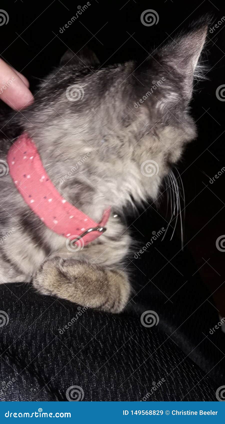 Kitty cat chilling stock image. Image of kitty, kitten - 149568829