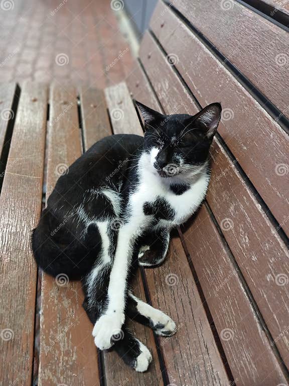 Kitty Cat Chilling Out stock photo. Image of kitty, feline - 327299338