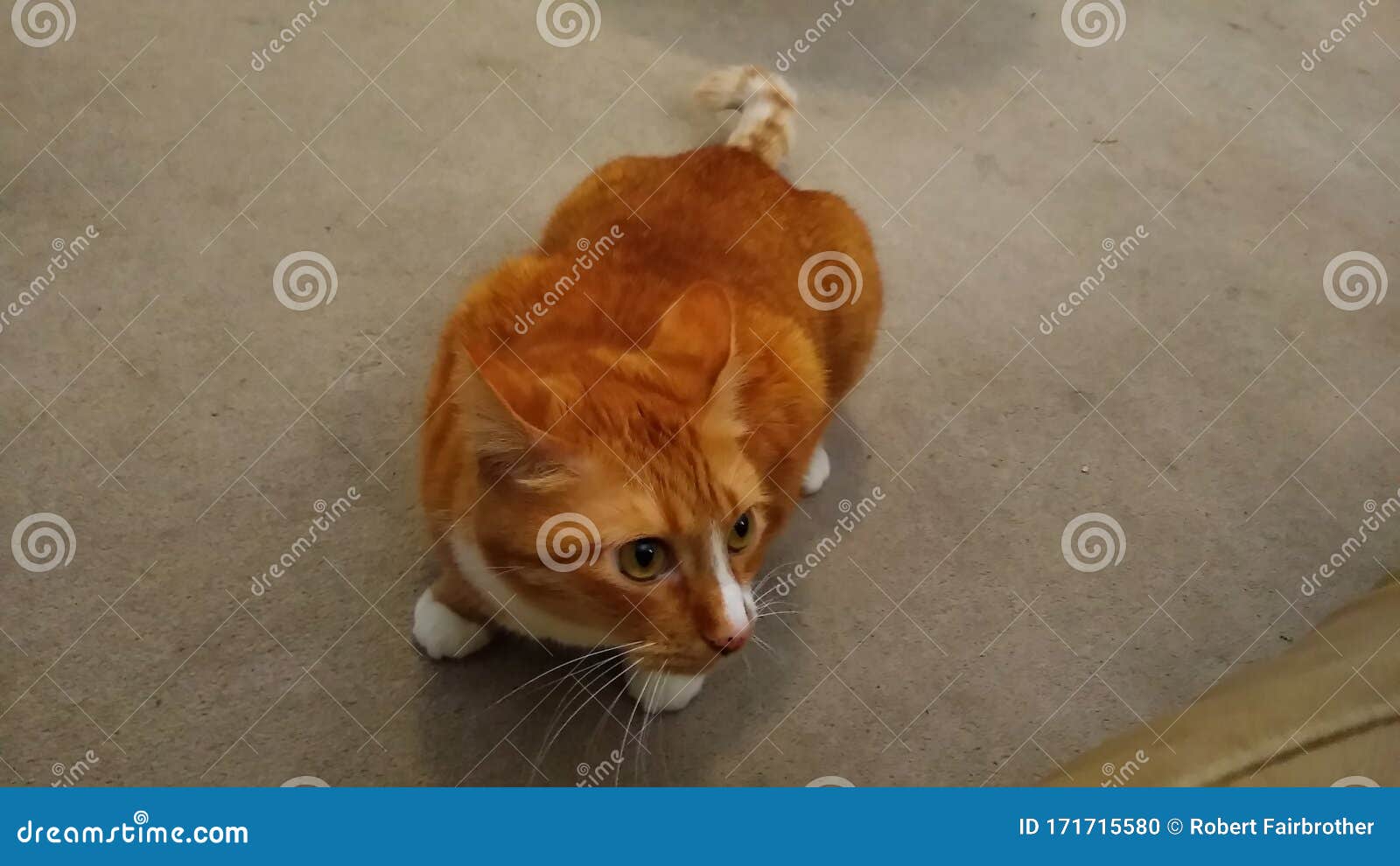 Kitty Cat Crouching on Carpet Stock Photo - Image of kitty, crouching ...
