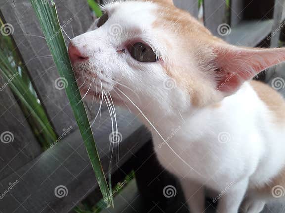 Kitty stock photo. Image of nature, cute, smooth, kitty - 113418858