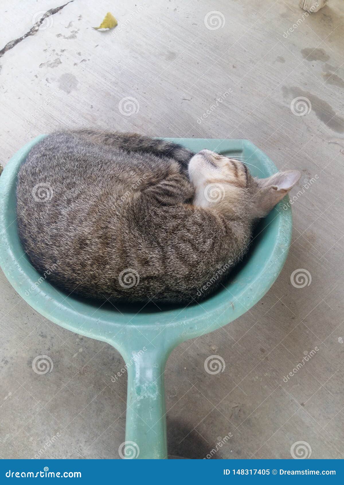 Kitty cat in a dustpan stock image. Image of animal - 148317405