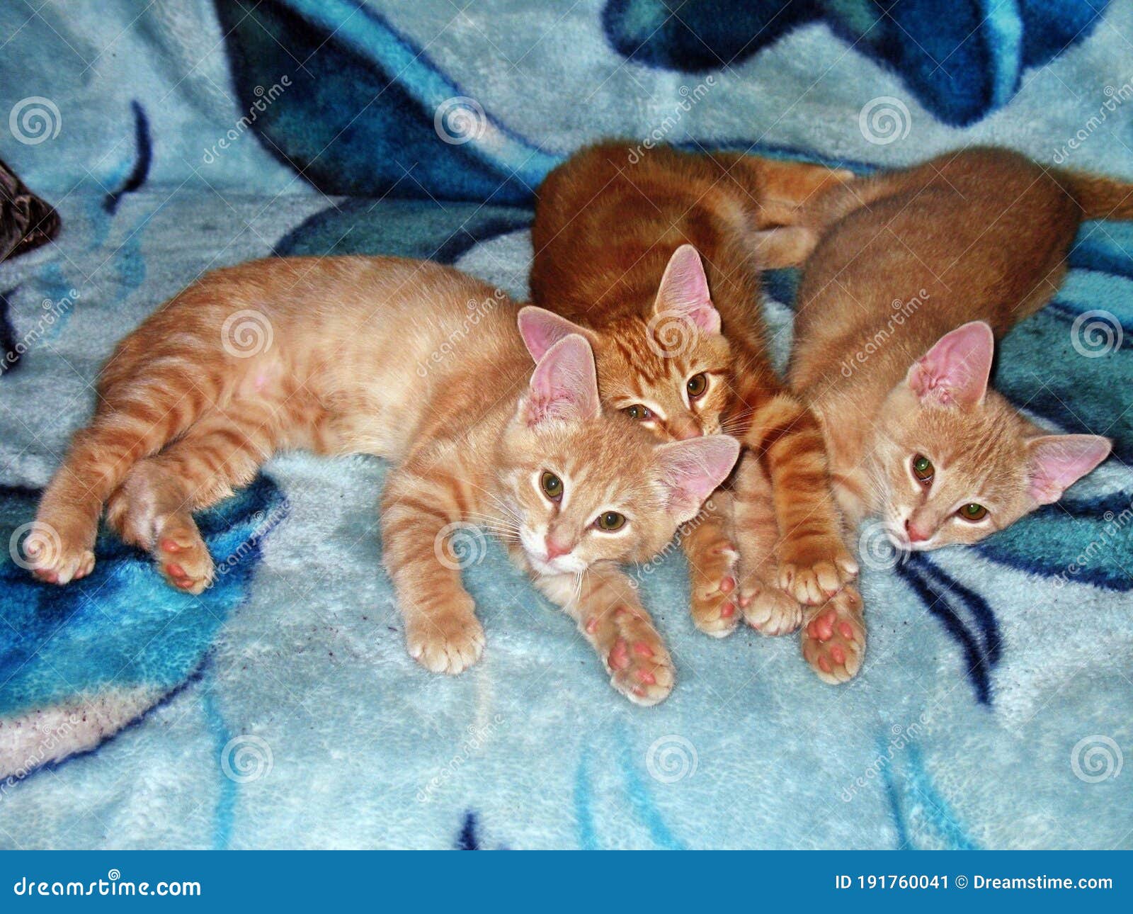 Kitty Cat Gang Ginger Buddies Stock Image - Image of gang, budd: 191760041