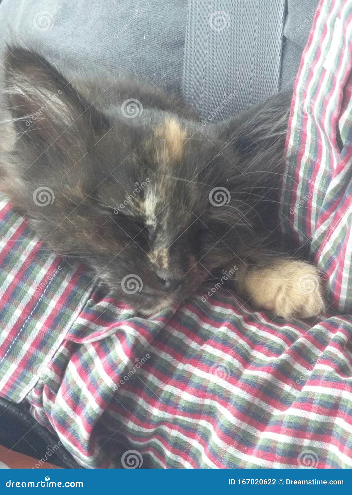 Kitty Cat Kitten Taking a Kityy Cat Kitten Nap on Dah Lap Stock Photo ...