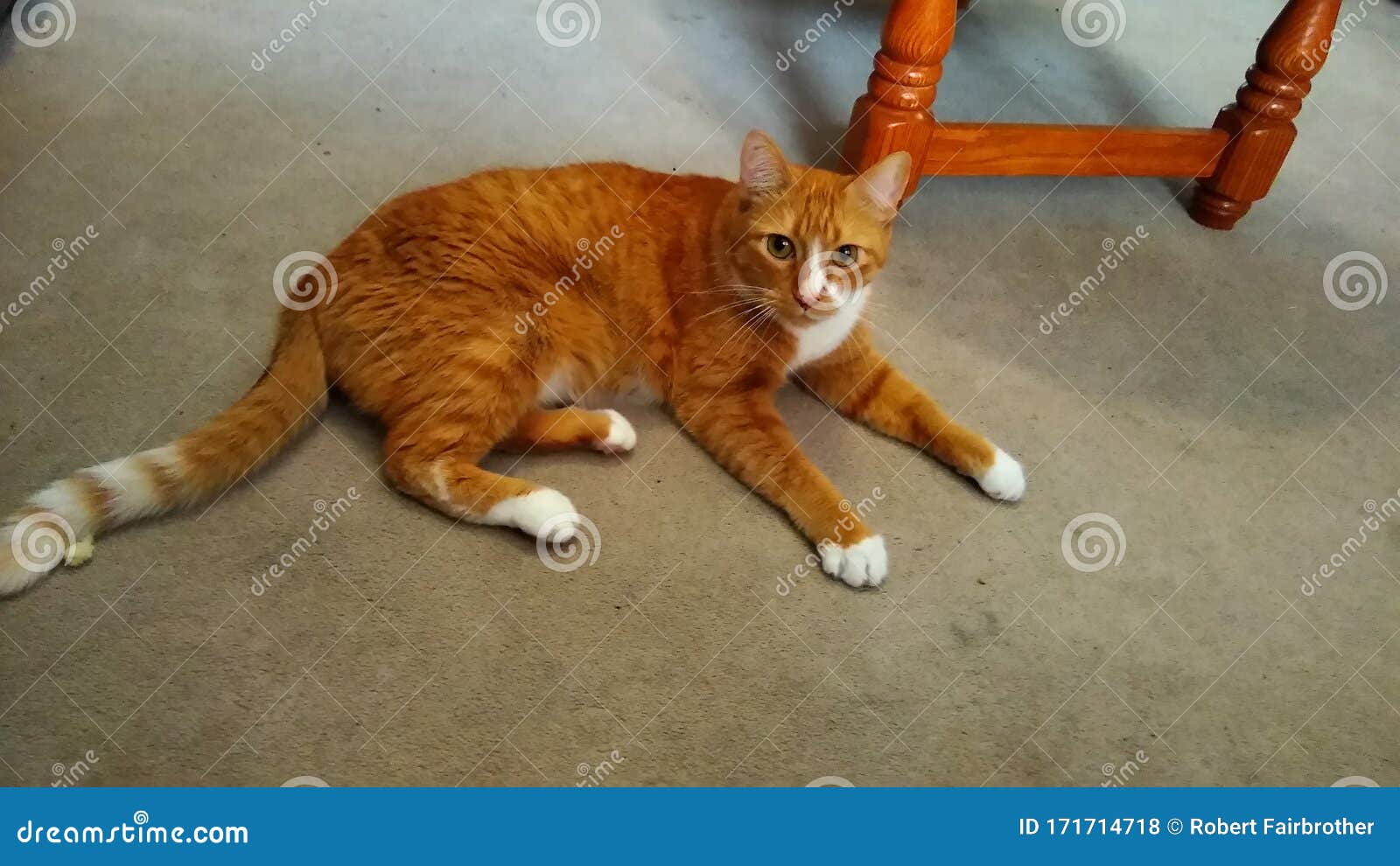Kitty cat looking right stock photo. Image of floor - 171714718