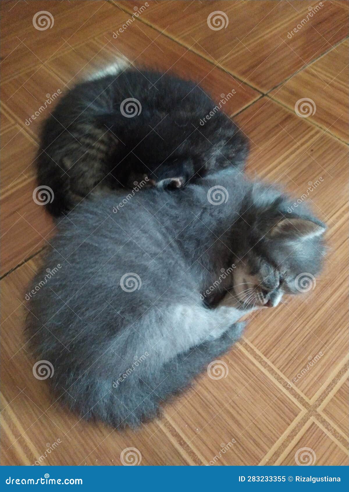 Kitty Cat Love Kid Human Animals Stock Image - Image of kitty, human ...