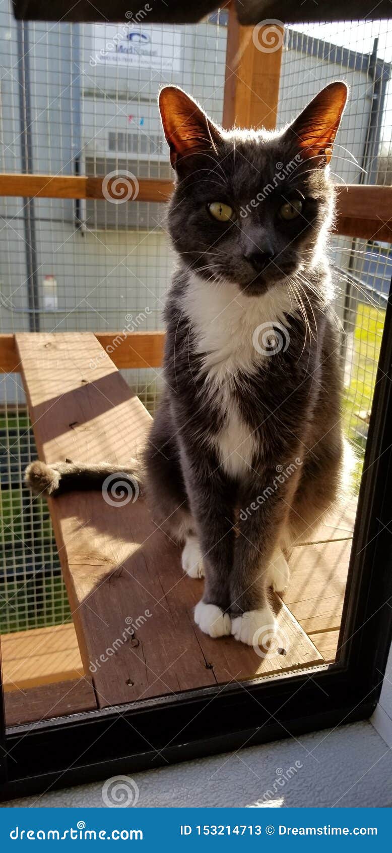 Kitty Cat Plank Cage Outdoors Stock Image - Image of outdoors, cage ...