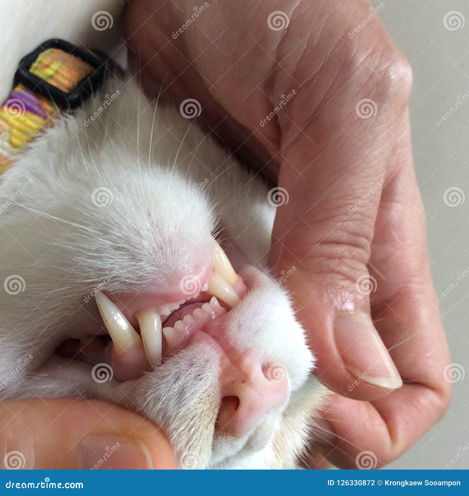 Kitty Cat`s Teeth and Canine Stock Photo - Image of year, health: 126330872