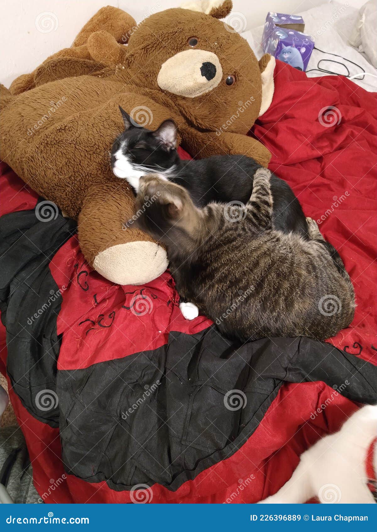 Kitty Cat Snuggle Buddies stock image. Image of mammal - 226396889