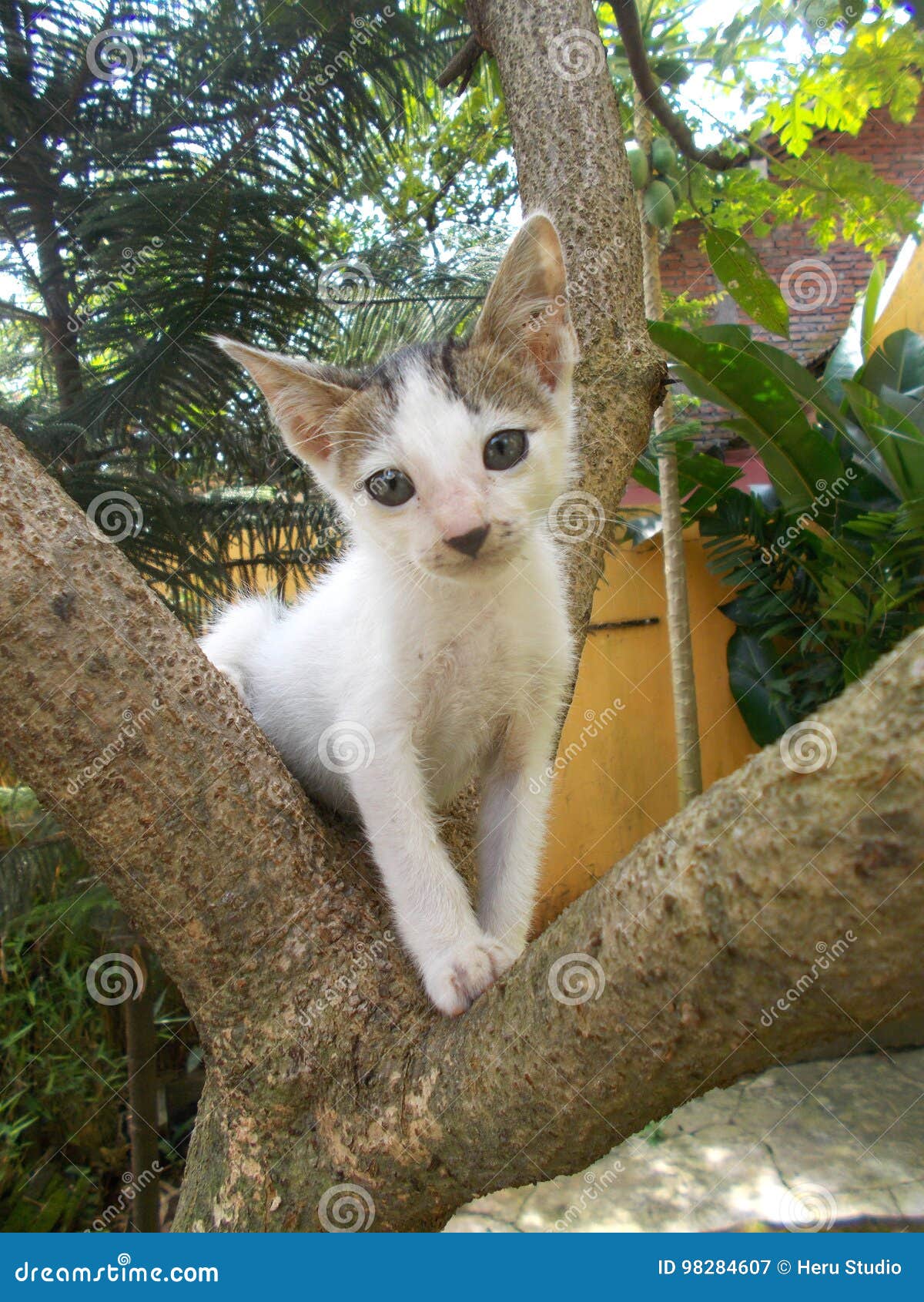 Kitty cat on the tree stock image. Image of sleek, hunt - 98284607