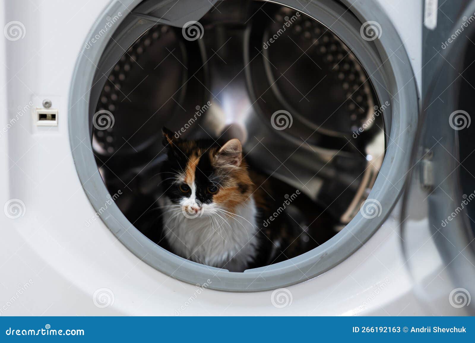 Kitty Cat in the Washing Machine Stock Image - Image of mustache ...