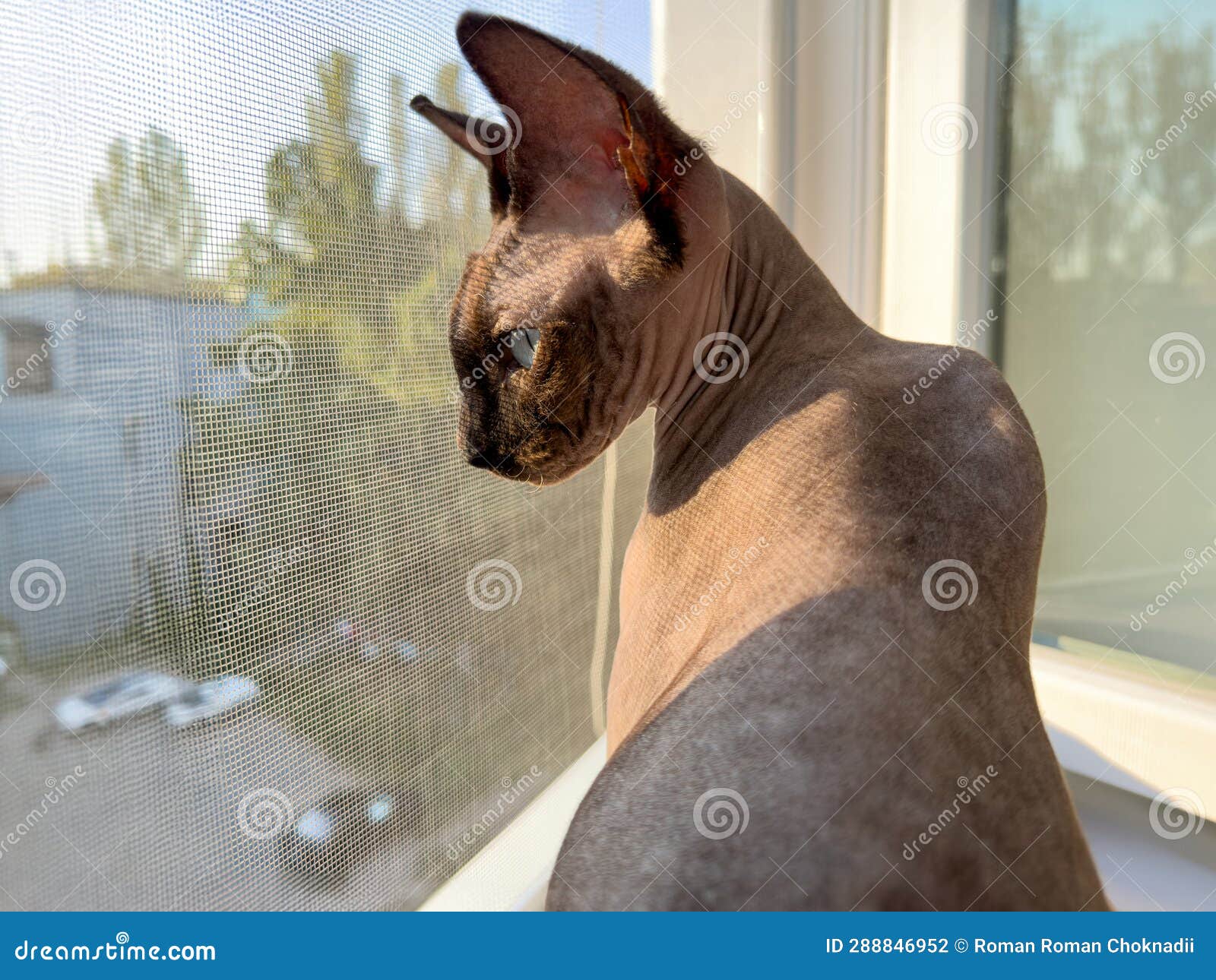 A Kitty Cat Watches Sitting on the Window. Sphinx Cats on the Window ...