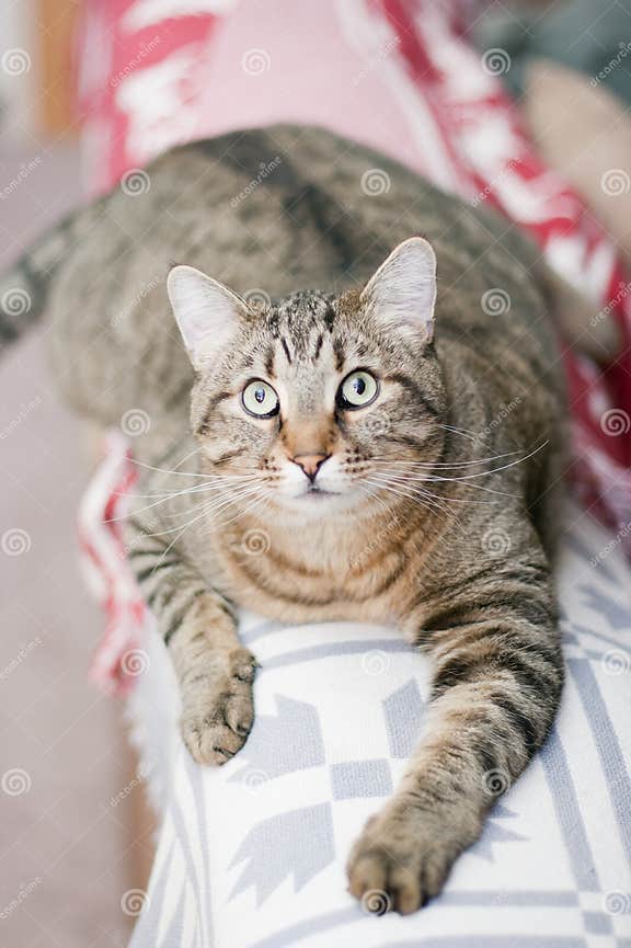 Kitty cat with wide eyes stock image. Image of nature - 25361801