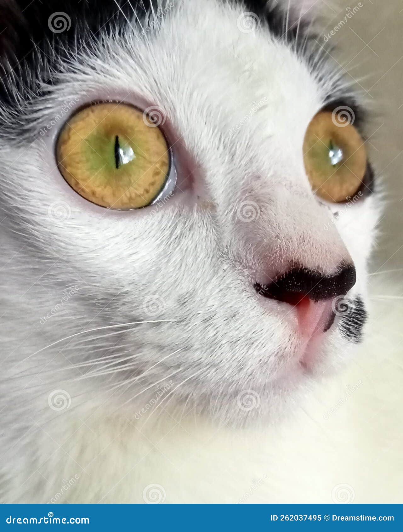 Kitty cat yes stock image. Image of yolks, like, kitty - 262037495