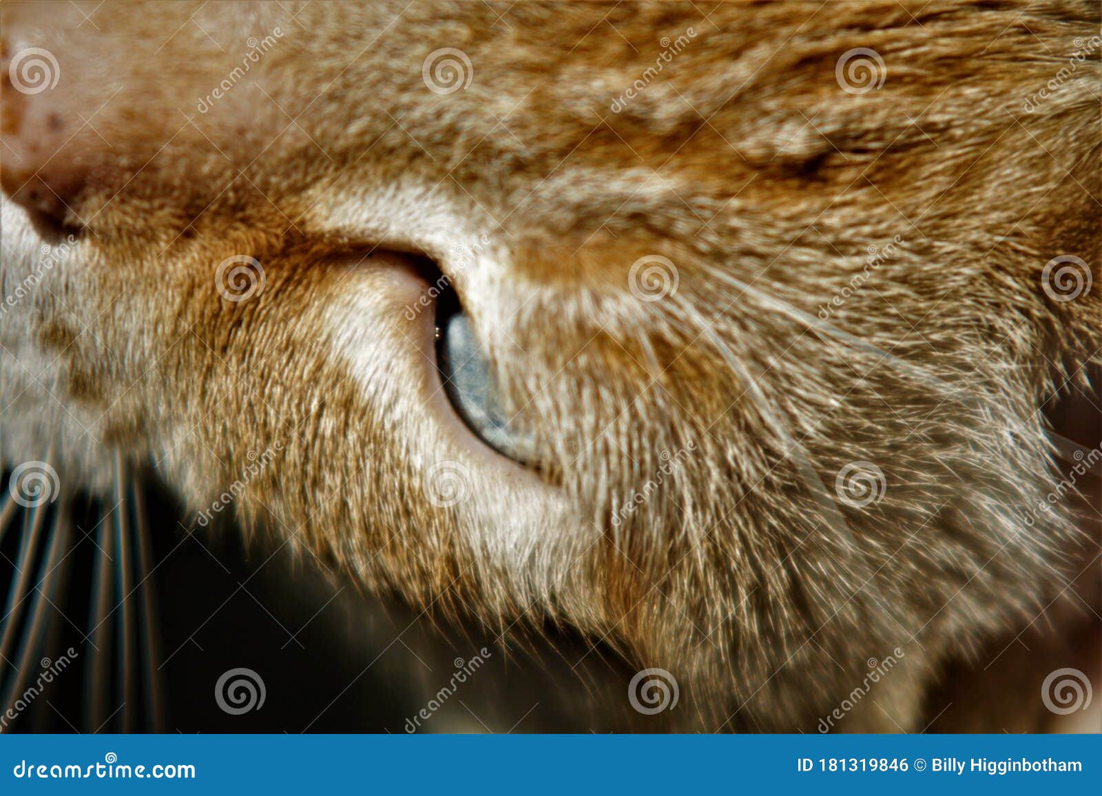 Kitty cats ridges stock photo. Image of brown, mammal - 181319846