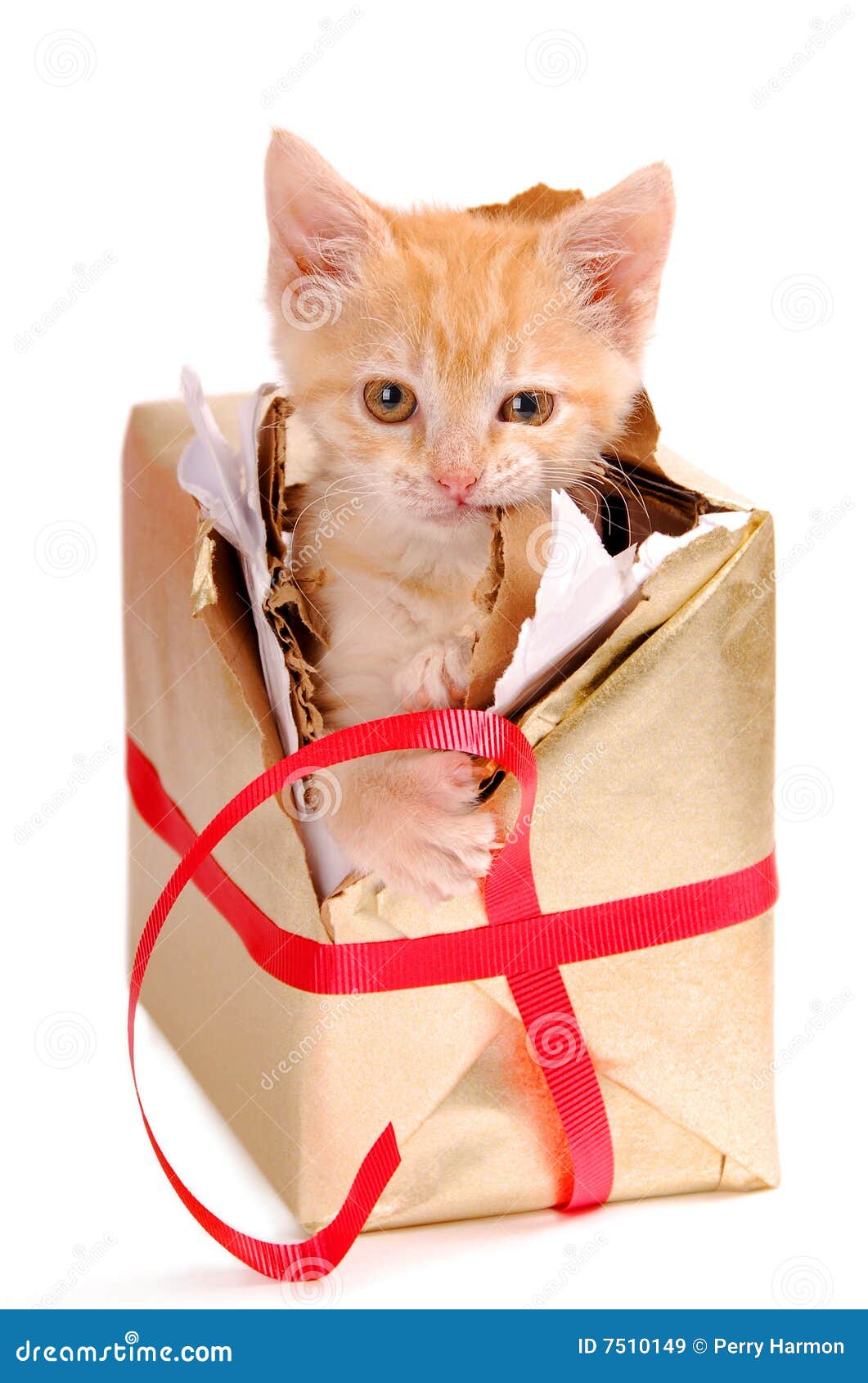 Kitty Chewing Out of a Present. Stock Image - Image of kitten, isolated ...