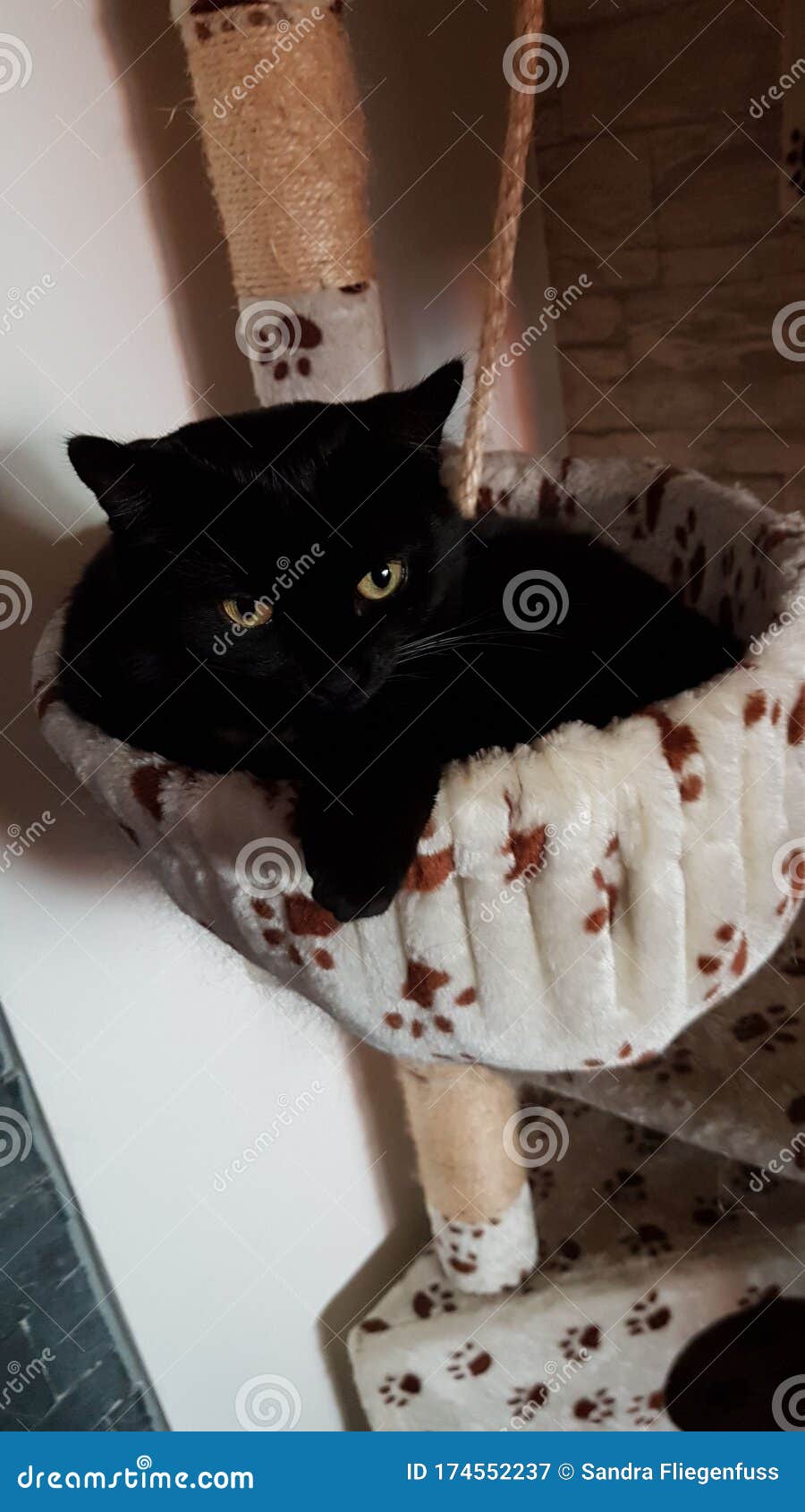 Kitty the chiller Cat stock image. Image of cute, chiller - 174552237