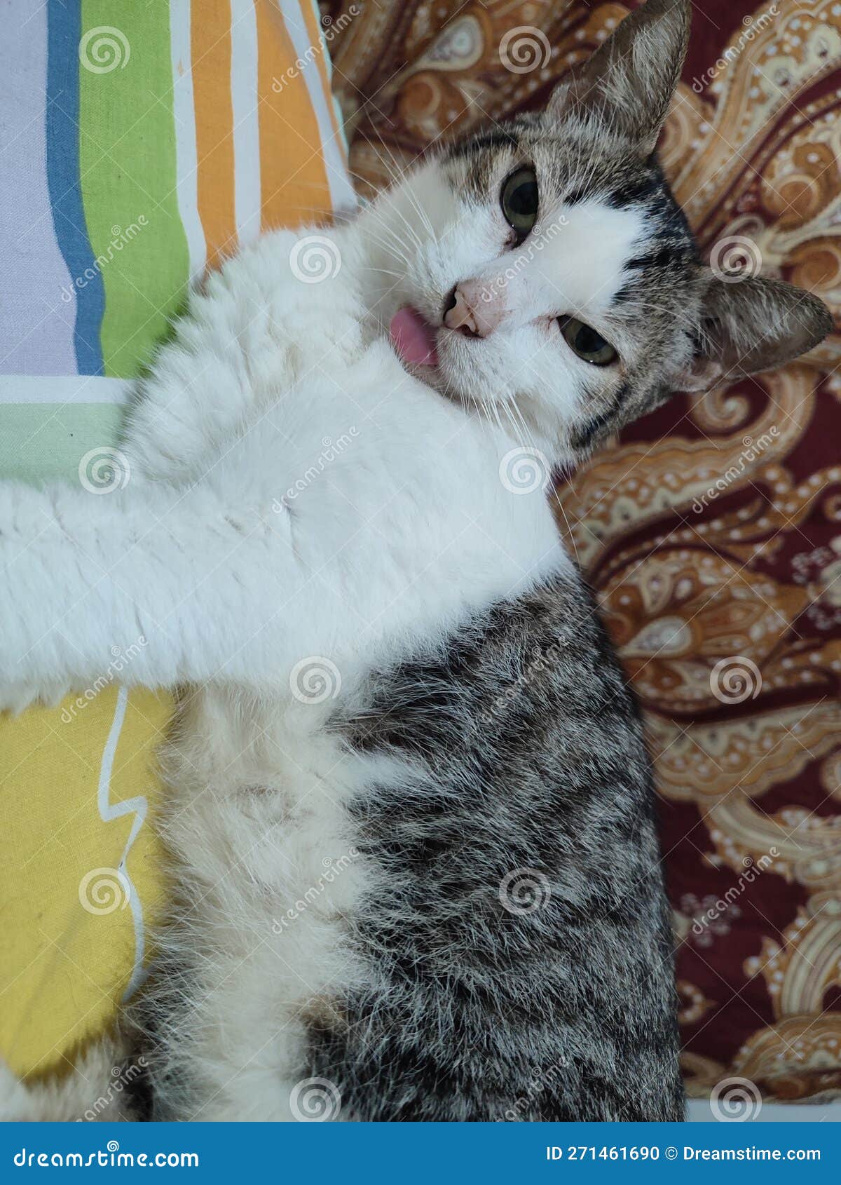 Kitty cute tongue stock photo. Image of animal, nose - 271461690