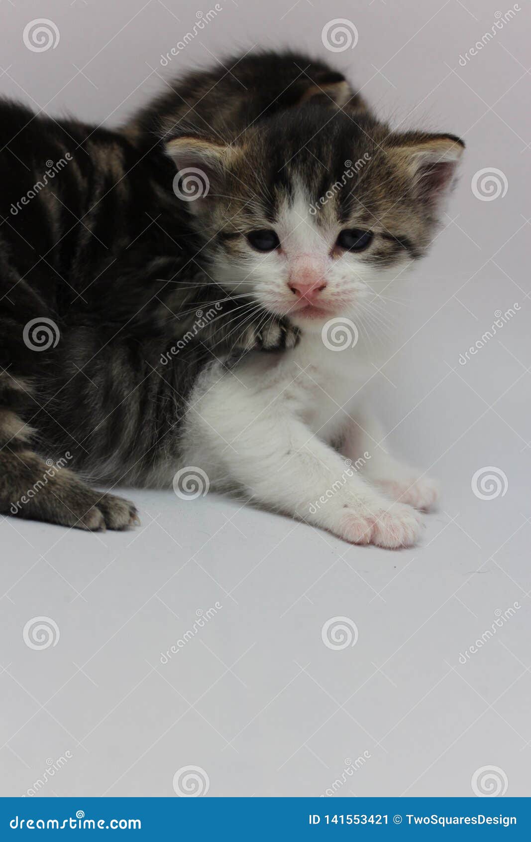 Kitty Plays with Each Other Stock Image - Image of colors, nature ...