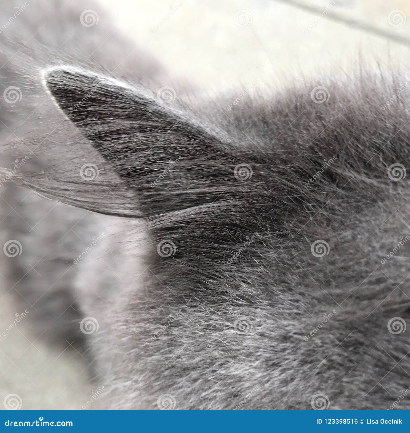 Kitty Ear fotografia stock. Immagine di occhio, felino - 123398516