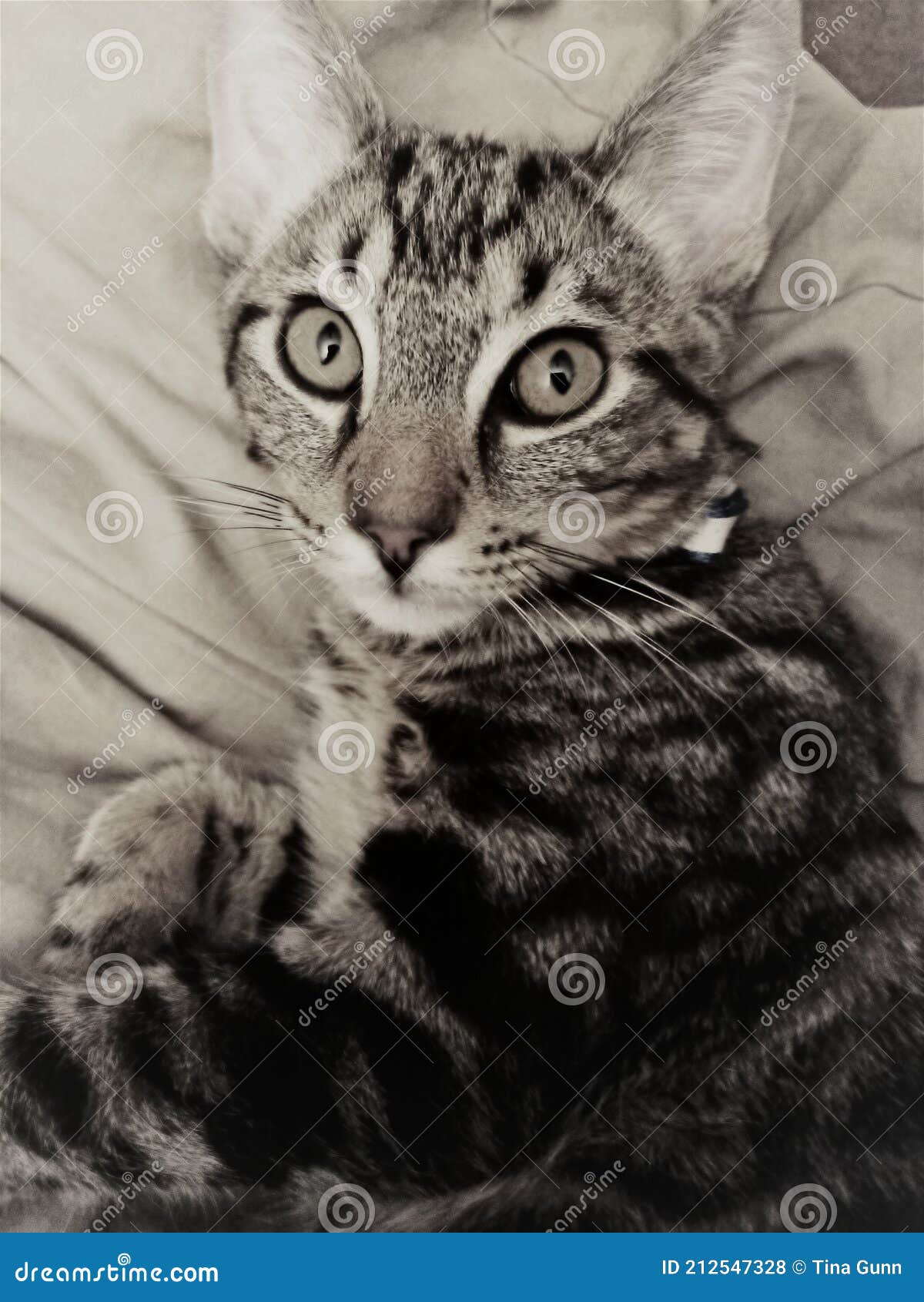 Kitty eyes the stare stock photo. Image of carnivore - 212547328