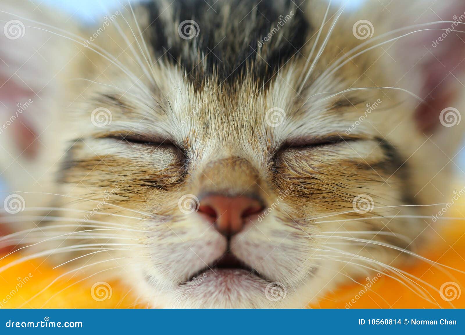 Kitty face stock photo. Image of cute, shorthair, animal - 10560814