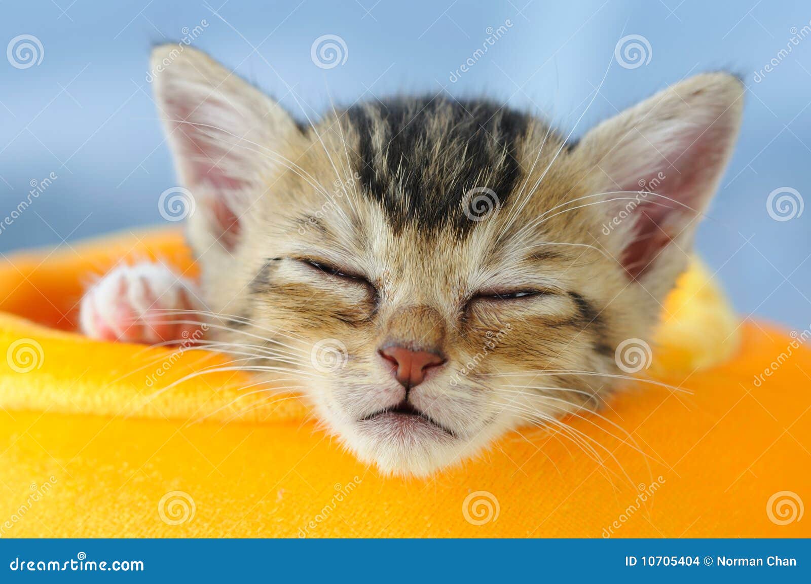Kitty face stock photo. Image of lovable, child, adorable - 10705404