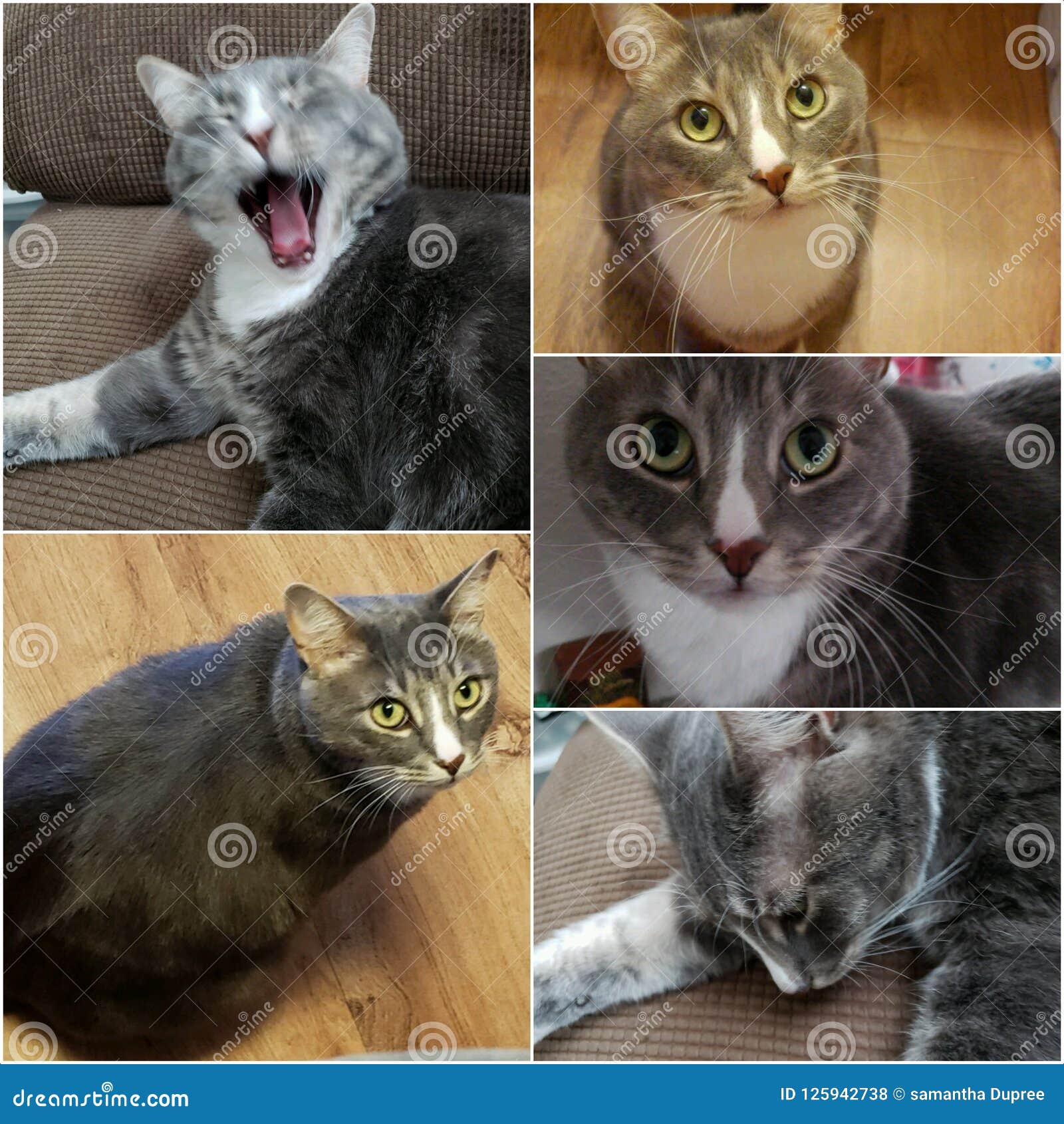 Kitty faces stock photo. Image of lovecat, sides, faces - 125942738