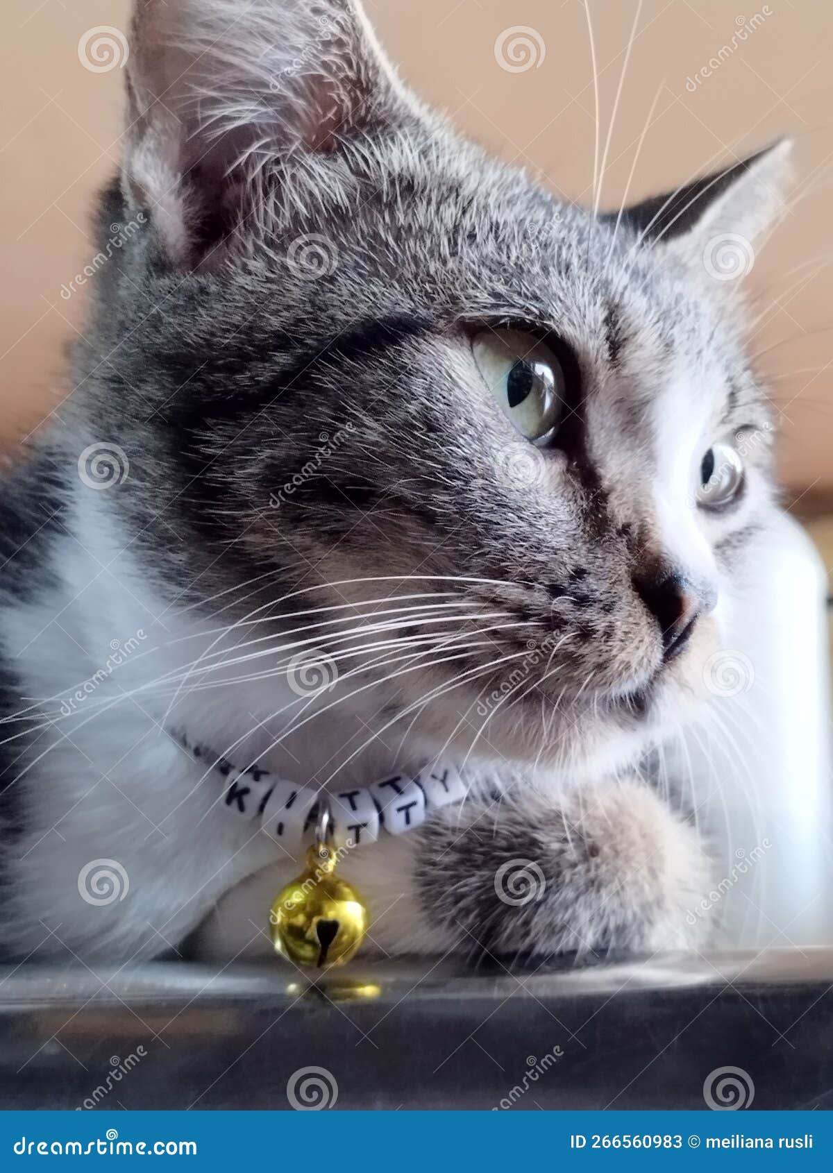 Kitty the female cat stock image. Image of nose, whiskers - 266560983