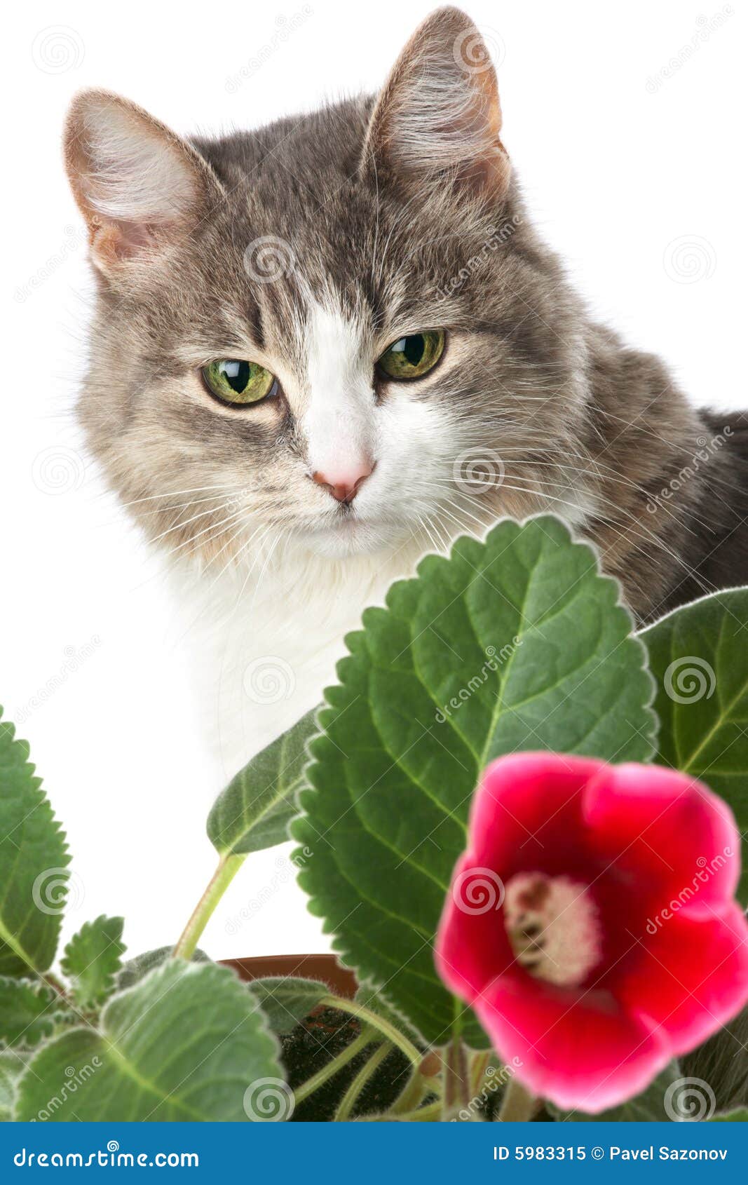 Kitty and flower stock image. Image of furry, green, feline - 5983315