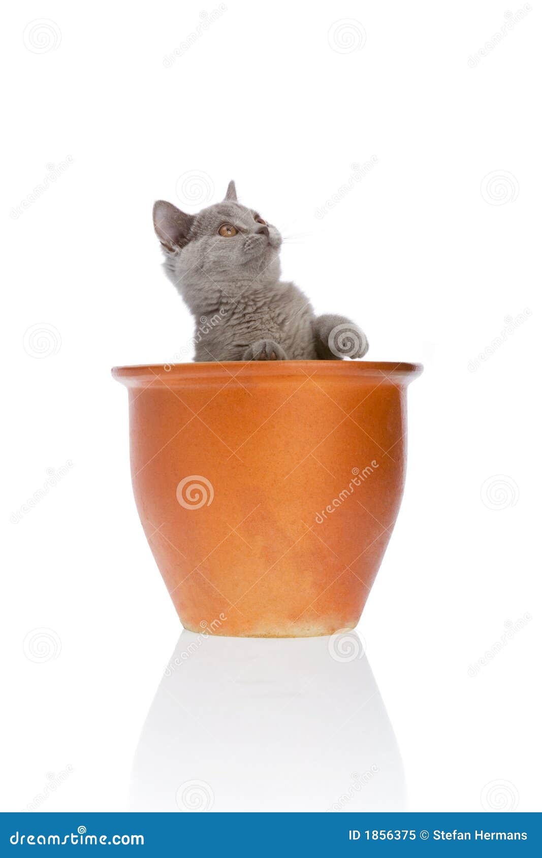 Kitty in a flower pot stock image. Image of feline, domestic - 1856375
