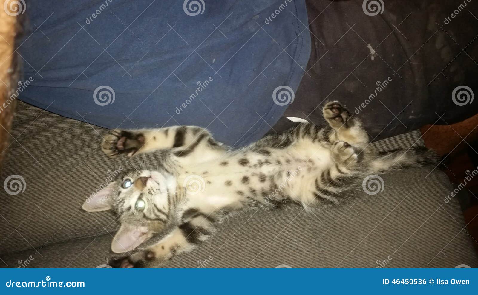 Kitty fun stock photo. Image of wanna, play, kitty - 46450536