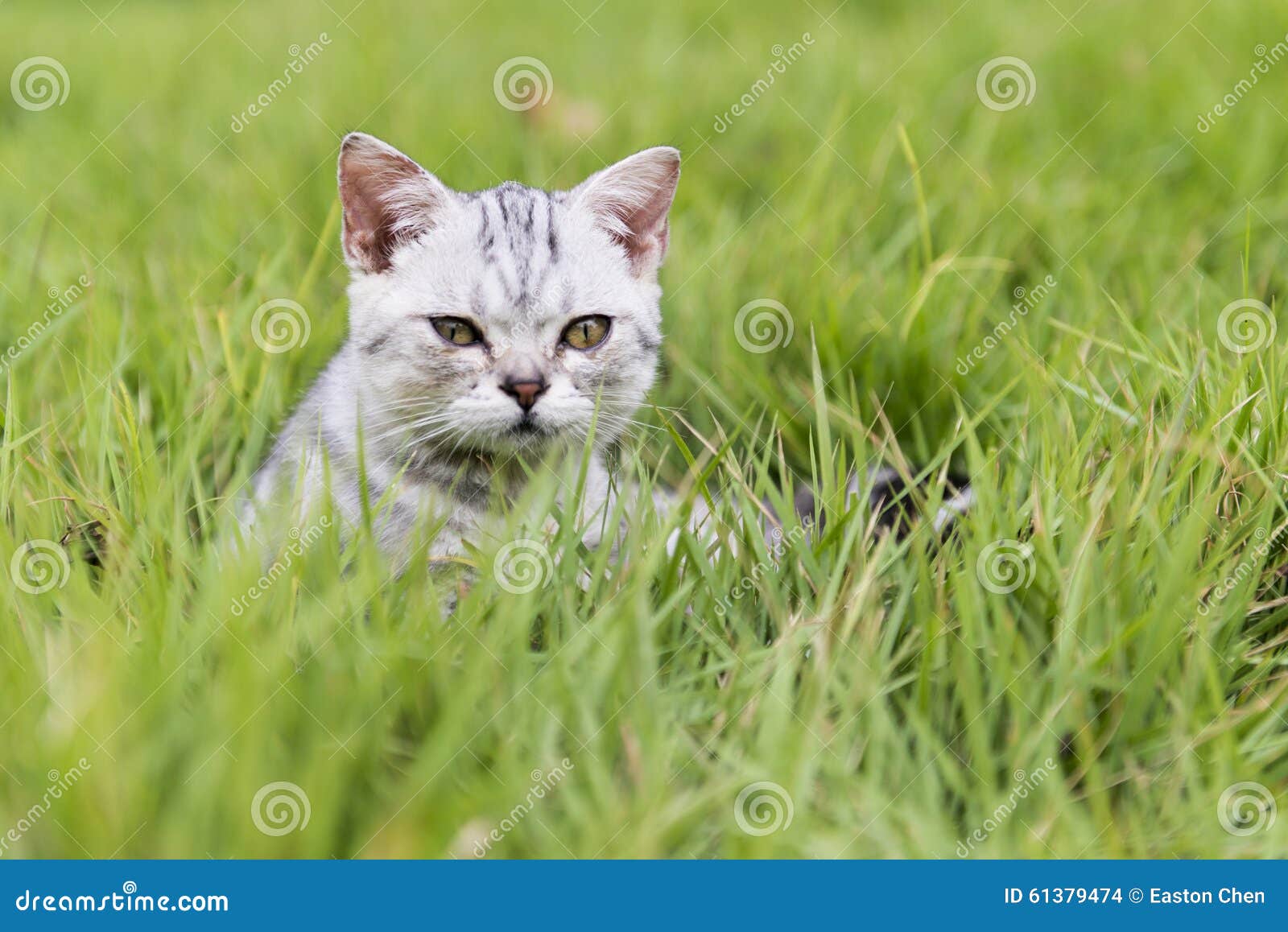 Kitty on the grass stock photo. Image of cats, american - 61379474
