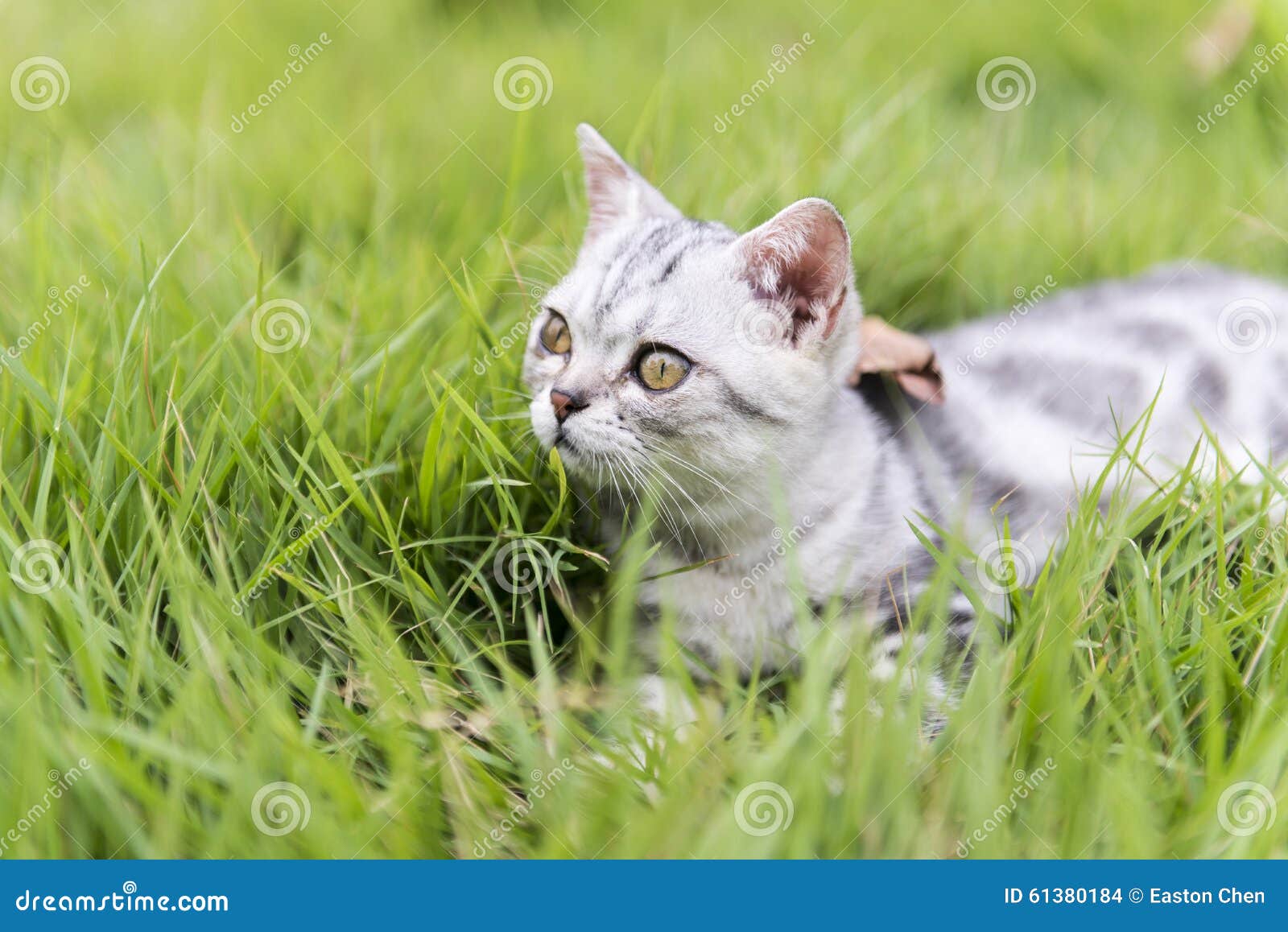 Kitty on the grass stock photo. Image of shorthair, purebred - 61380184