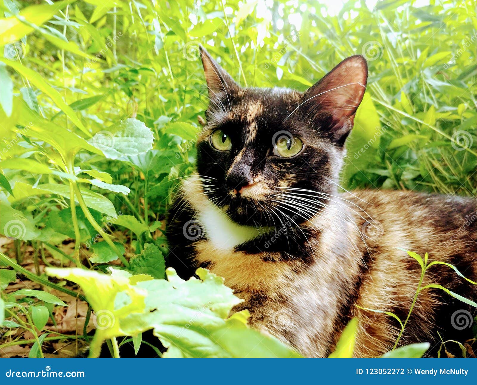 Kitty in the grass stock photo. Image of tortishell - 123052272