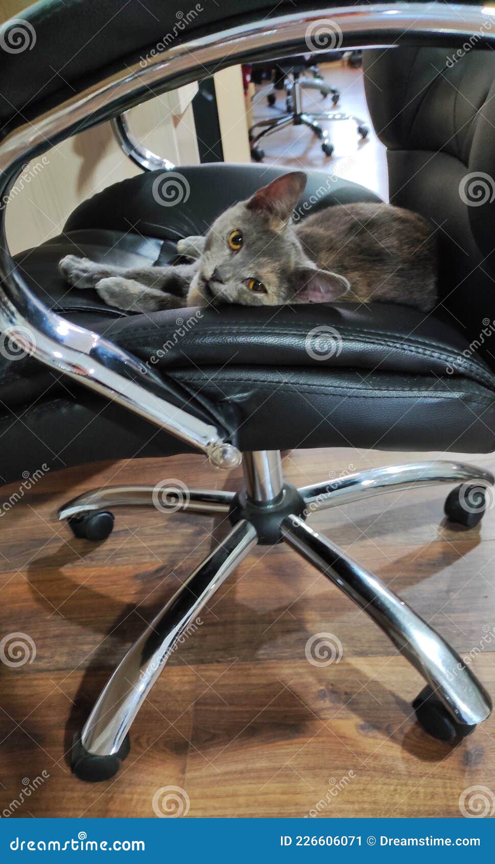 A Kitty Helping in a Busy Office Work Day Stock Image - Image of iron ...