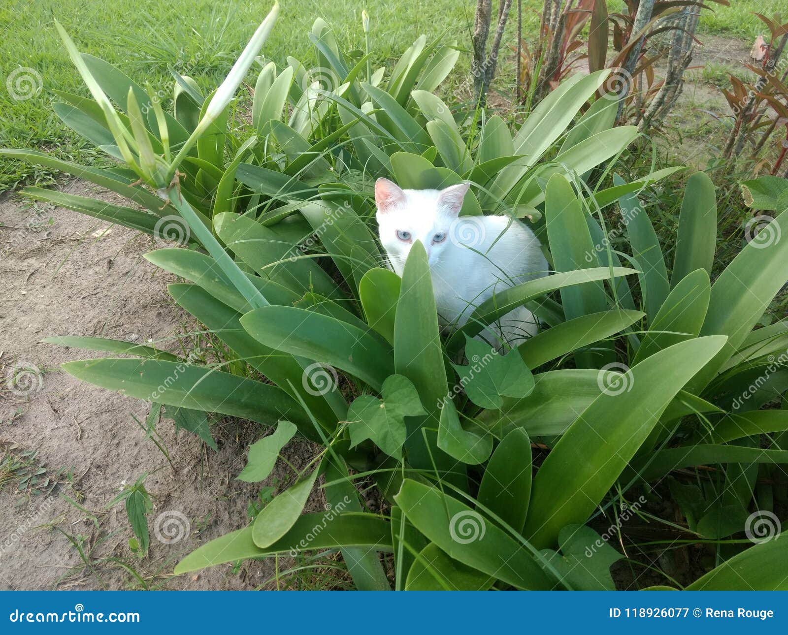 Bush Cat stock image. Image of hiding, bushes, bush - 118926077