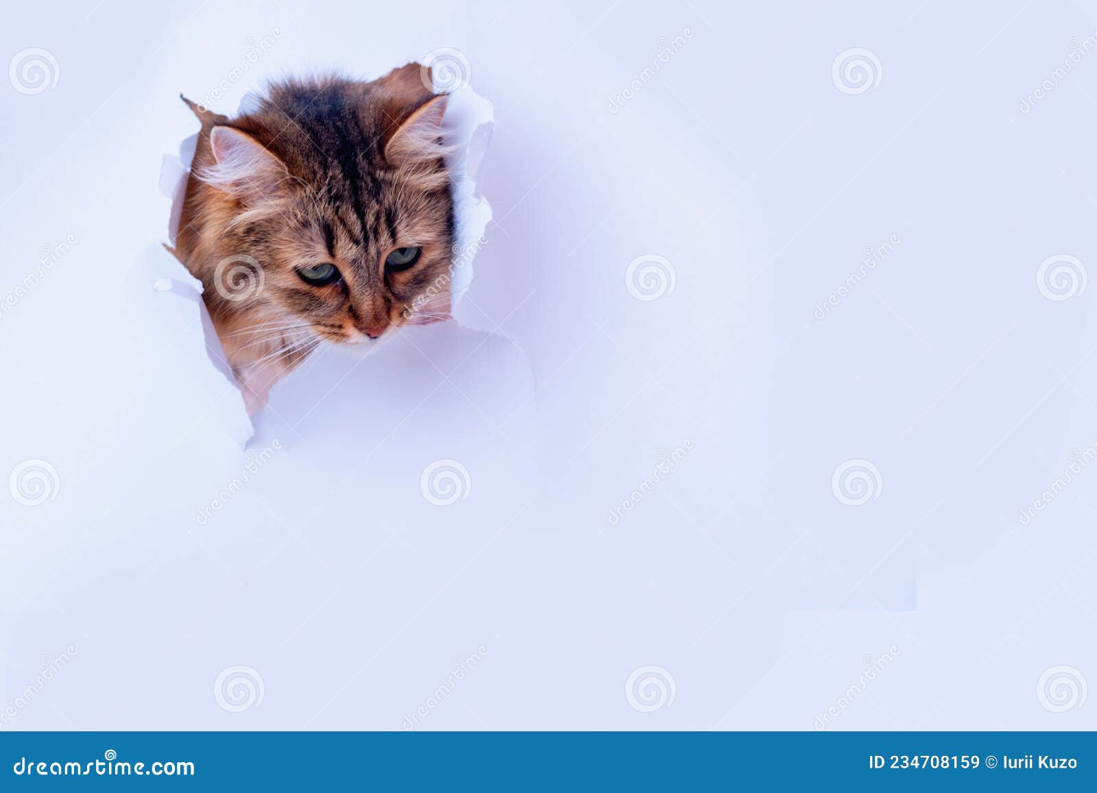 Kitty in Hole of Paper, Beautiful Cat Looking Down through Torn Paper ...