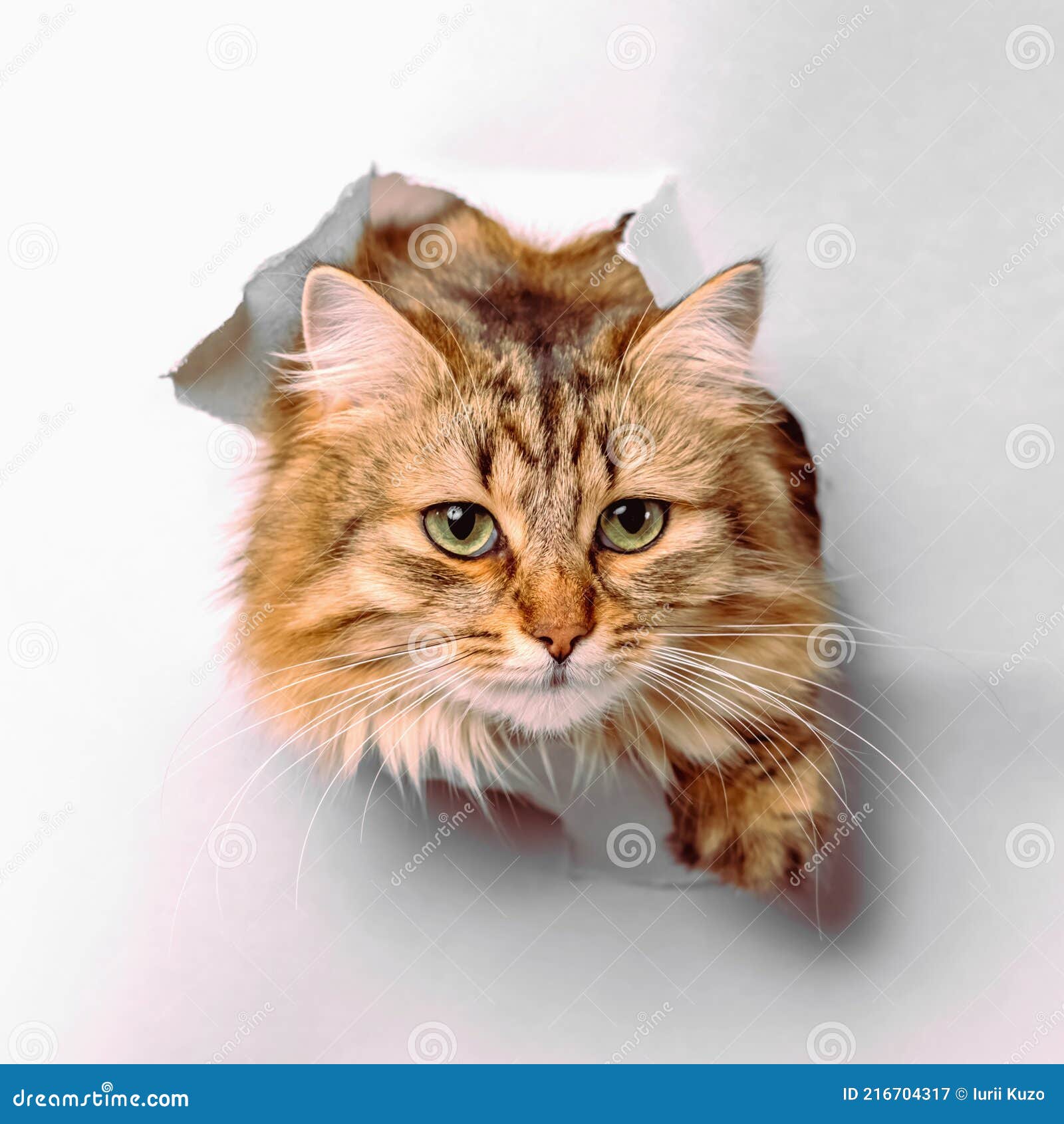 Kitty in Hole of Paper, Beautiful Cat Looking through Torn Paper Wall ...