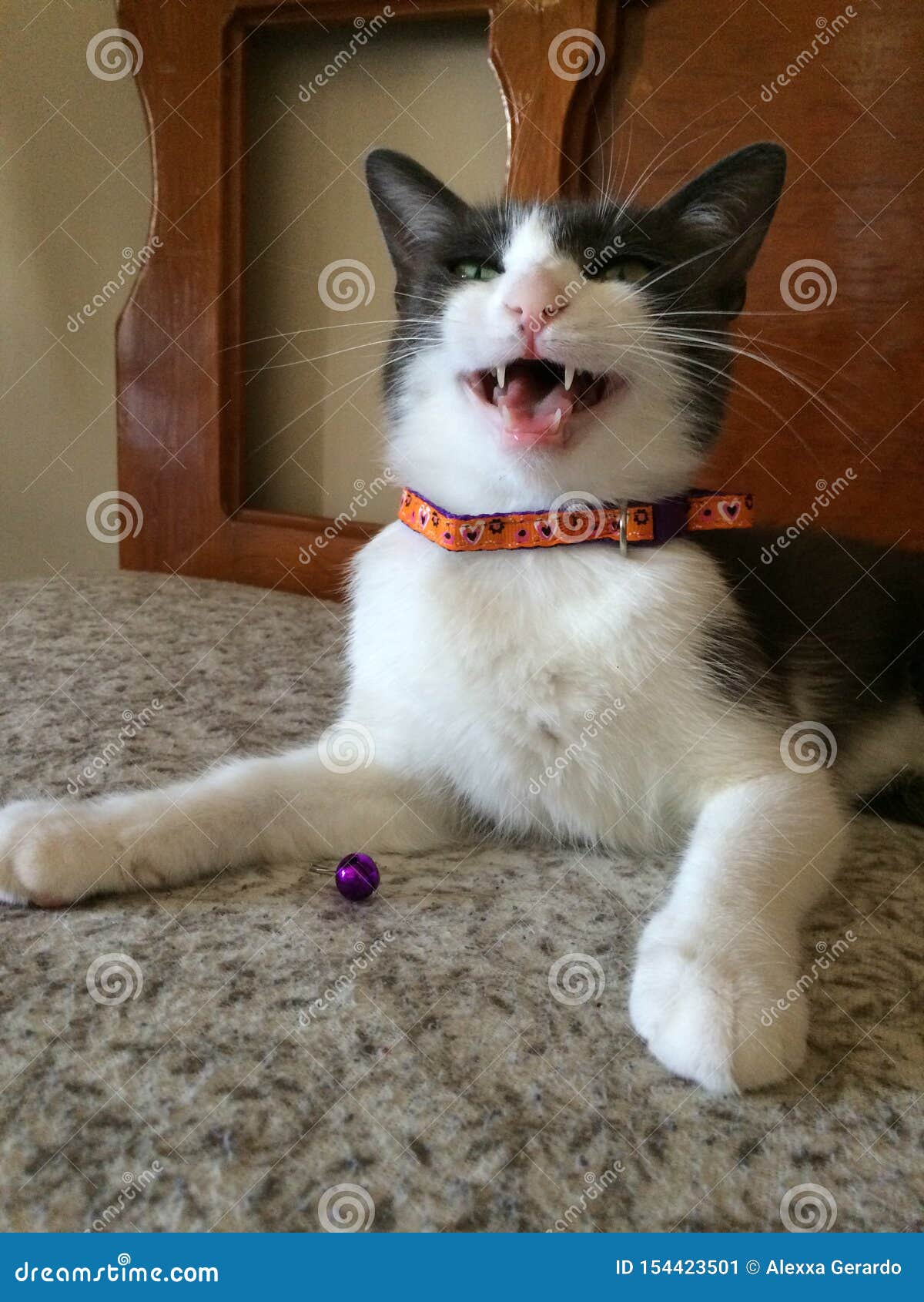 Kitty stock image. Image of cats, laugh, laughing, kitty - 154423501