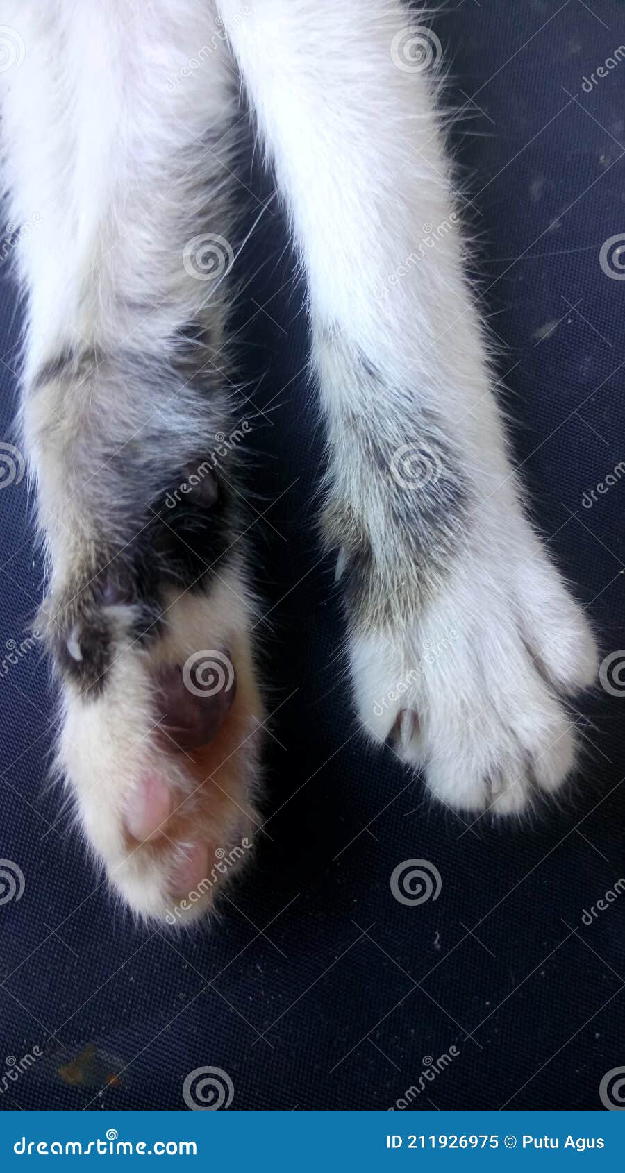 Kitty legs stock image. Image of cute, kitty, animal - 211926975