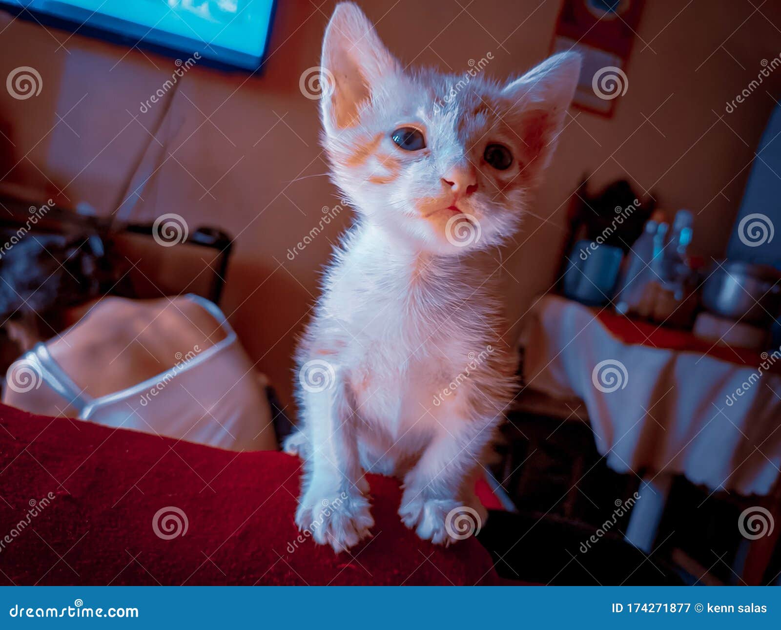 Kitty Little Dagul Cute Posing Stock Image - Image of little, cute ...