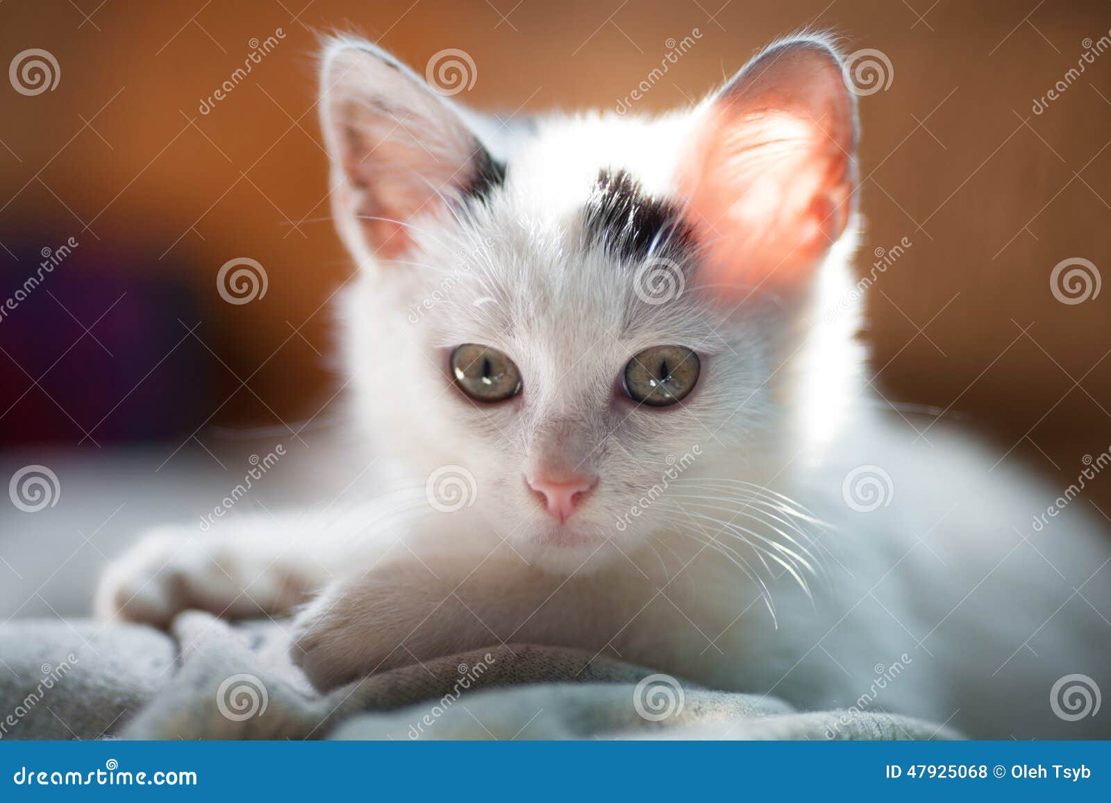 Kitty stock photo. Image of white, holiday, lying, warm - 47925068